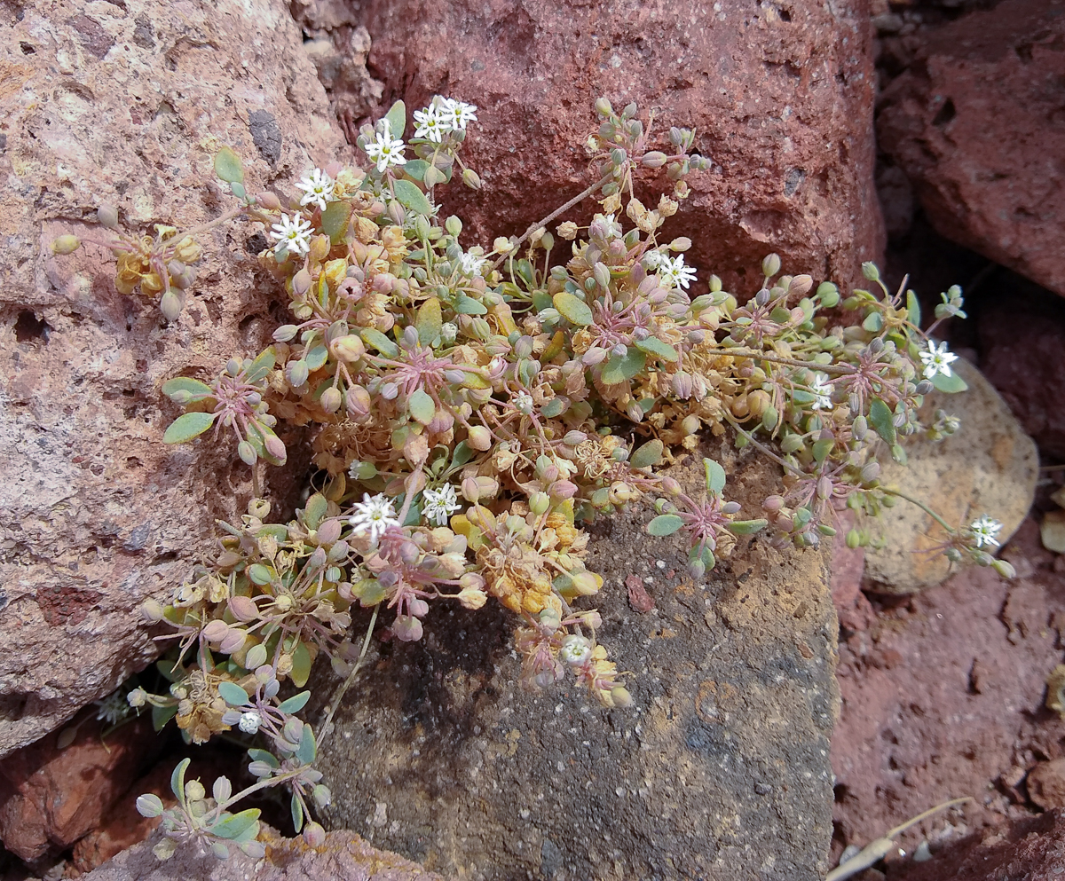 Punta San Telmo – GypsyKramer