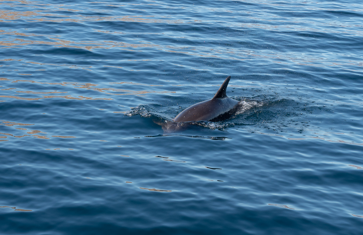 Isla Carmen to La Paz – GypsyKramer